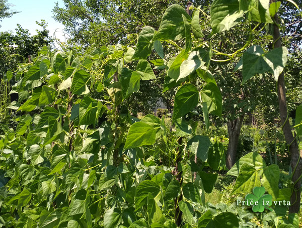 Pasulj-uzgoj i kako povećati prinos - Price Iz Vrta - Povrće