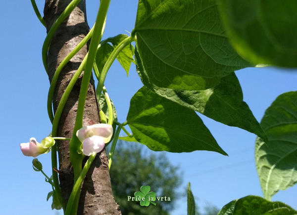 Pasulj-uzgoj i kako povećati prinos - Price Iz Vrta - Povrće
