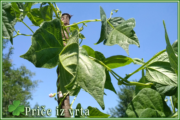 Pasulj-uzgoj i kako povećati prinos - Price Iz Vrta - Povrće